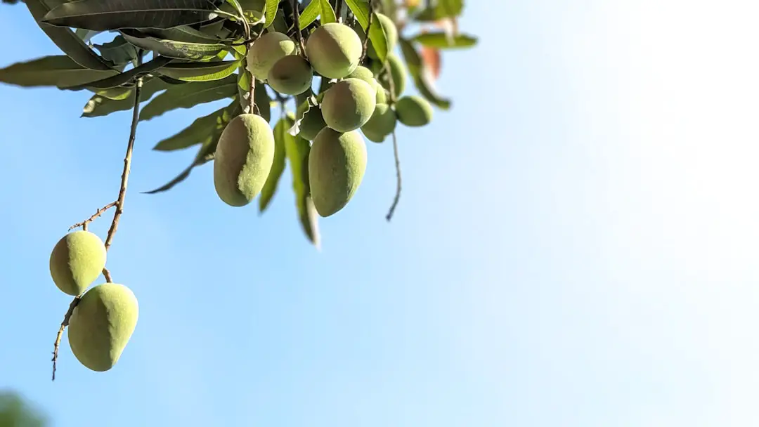 Pannah Passion: Gujarat’s Mango Summer Savior - flavorfulsips