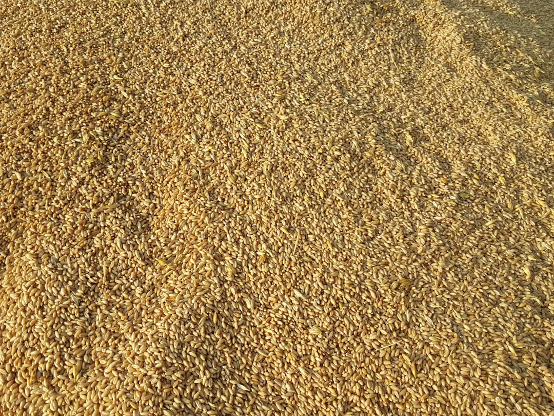 Chhaang Charm: Sikkim’s Fermented Millet Beer - flavorfulsips